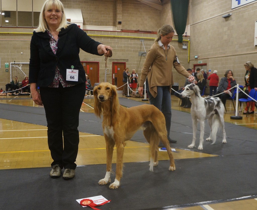 2015 Champ show Dog Classes – results and photos – The Northern Saluki Club