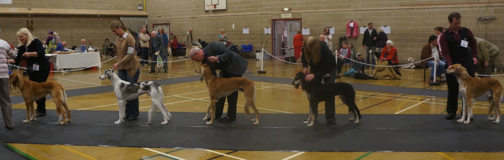 2015 Champ show Dog Classes – results and photos – The Northern Saluki Club